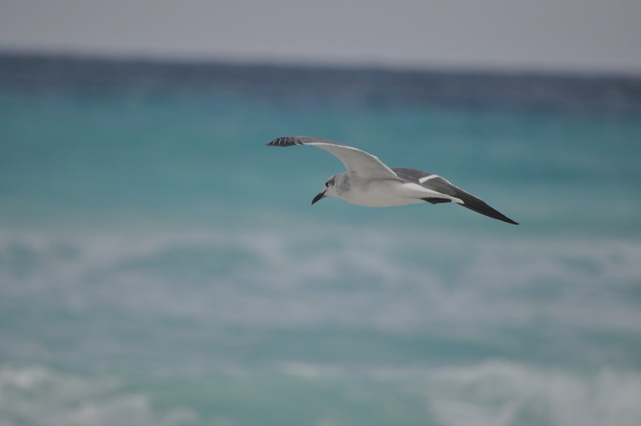 gaviota-cancucc81n-qro.